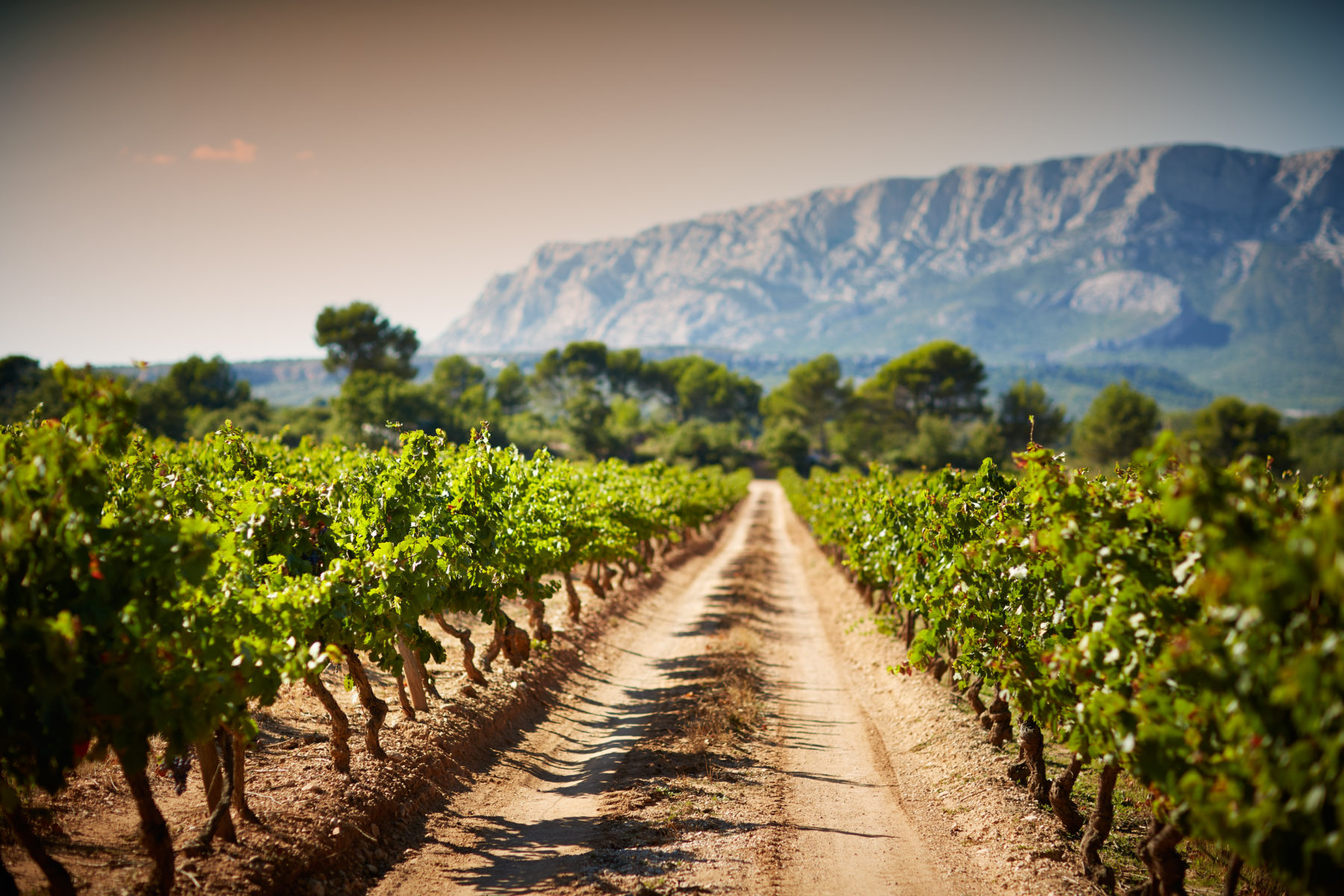 Association des Vignerons de la Sainte-Victoire - La Route des Vins de ...