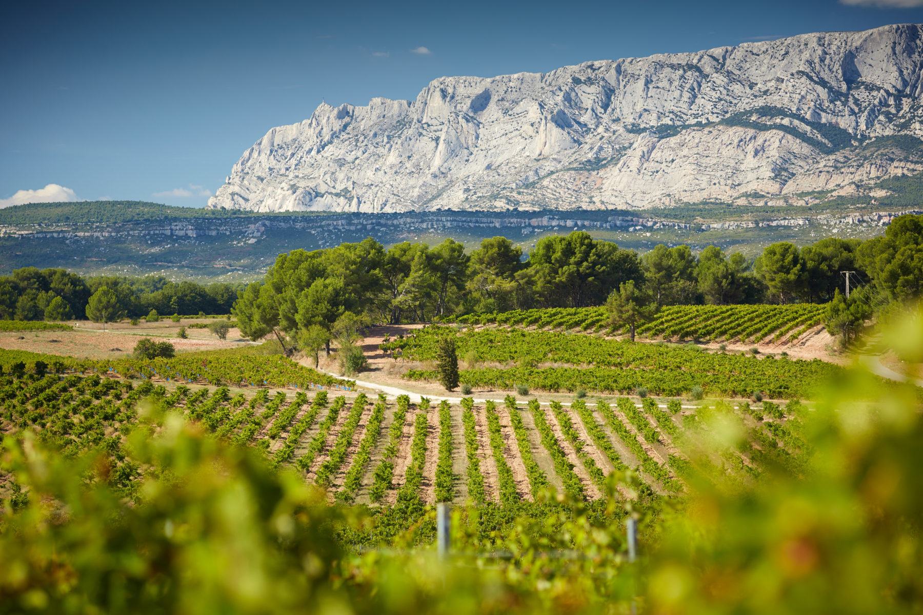Association des Vignerons de la Sainte-Victoire - La Route des Vins de ...