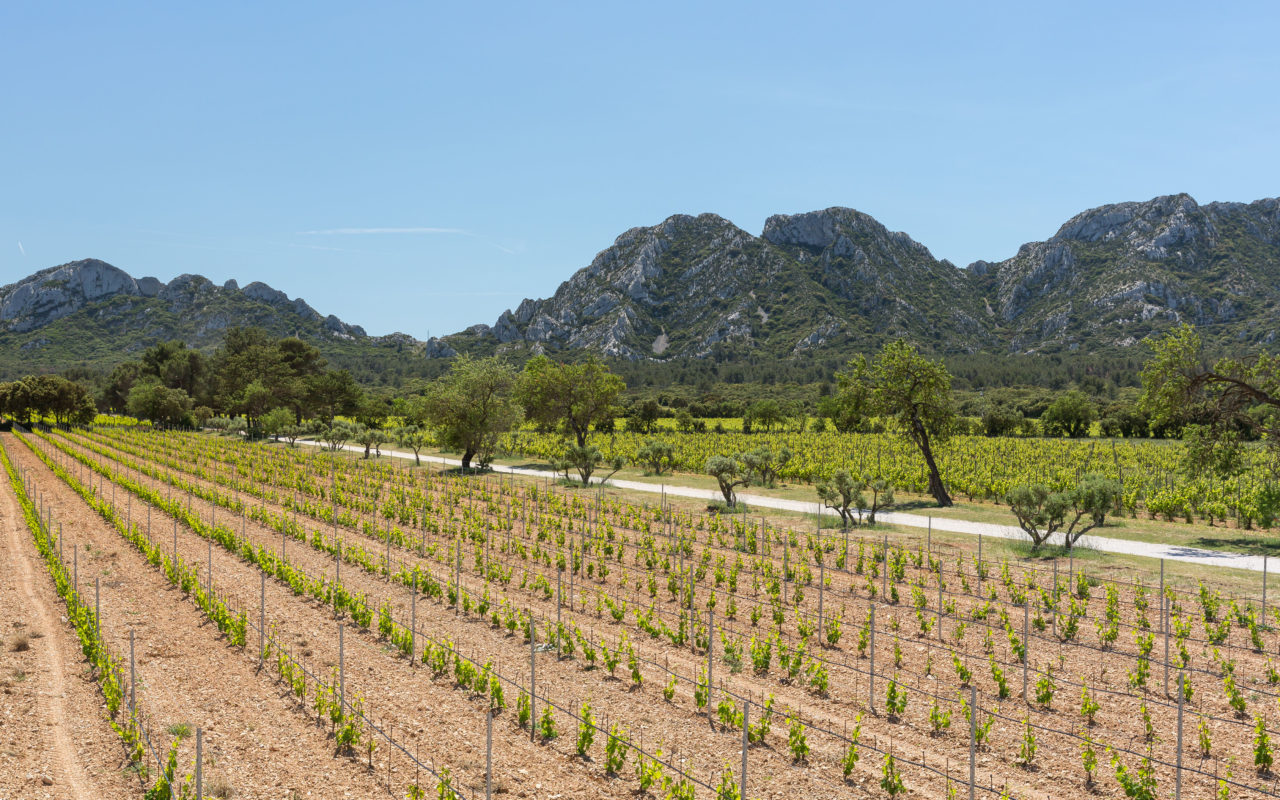 Domaine des Terres Blanches - La Route des Vins de Provence